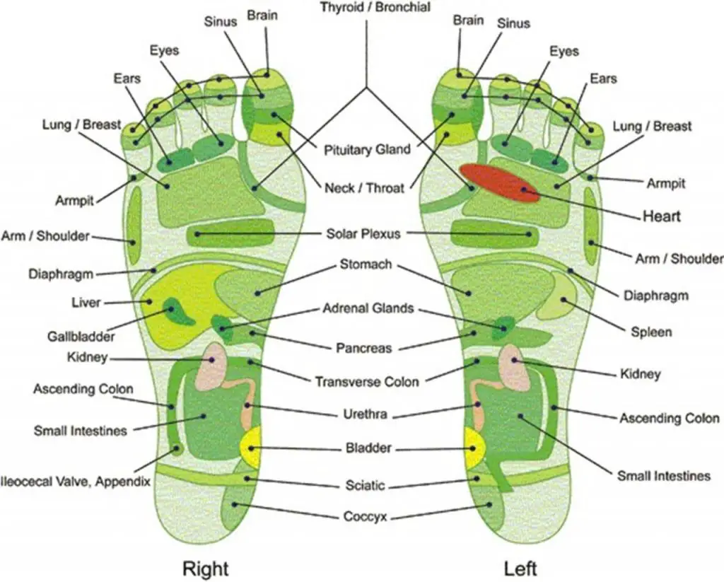 31 gráficos y mapas imprimibles de reflexología podal - Mundo Plantillas
